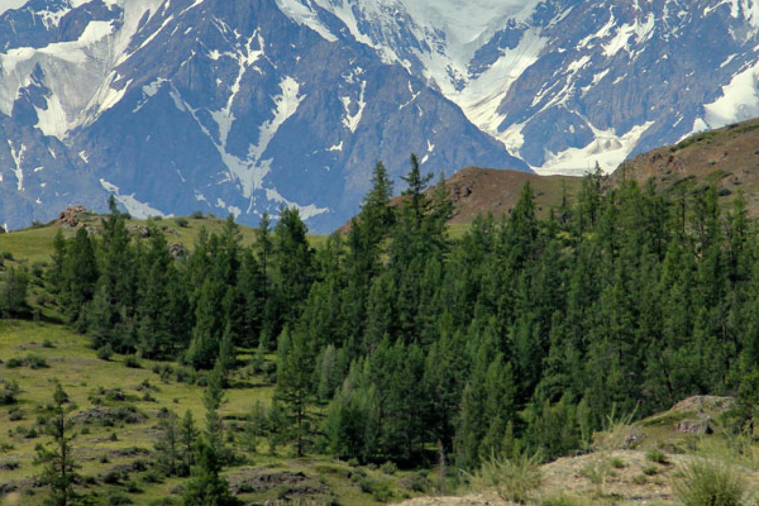 siberian desert temperature